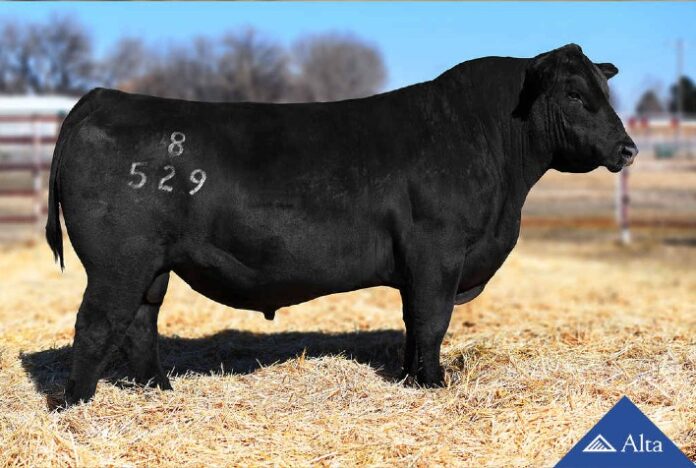 Legado Big Valley: filho do touro Angus é o mais valorizado do leilão ...