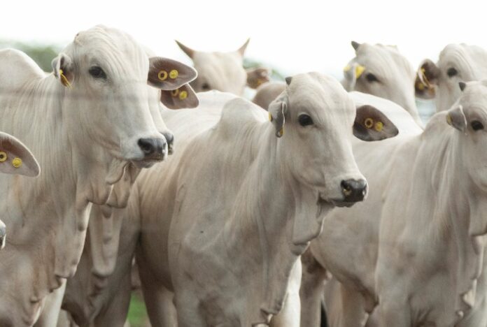 Benchmarking Confinamento Probeef aponta práticas de sucesso em um ...