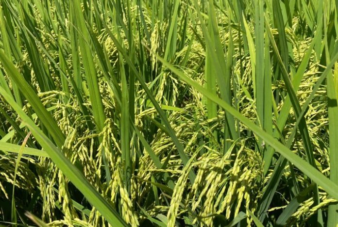 Novas tecnologias embalam campanha de vendas da RiceTec – Midia Exata