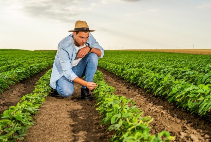 Cultivando O Futuro A Importância Do Engenheiro Agrônomo Na Criação De